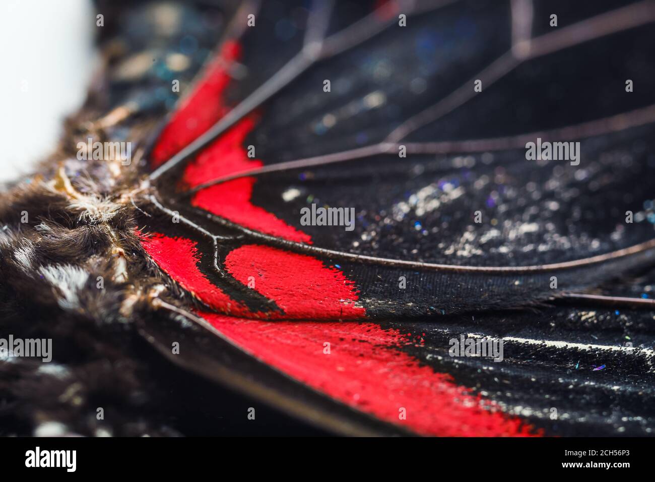 Beautiful butterfly, closeup view Stock Photo - Alamy