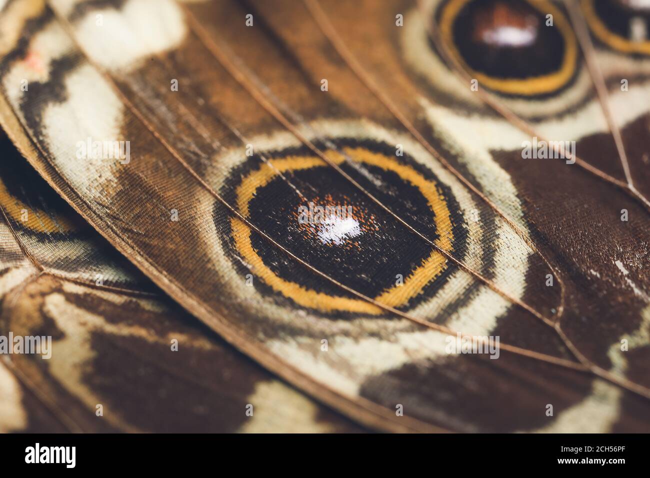 Beautiful butterfly, closeup view Stock Photo - Alamy