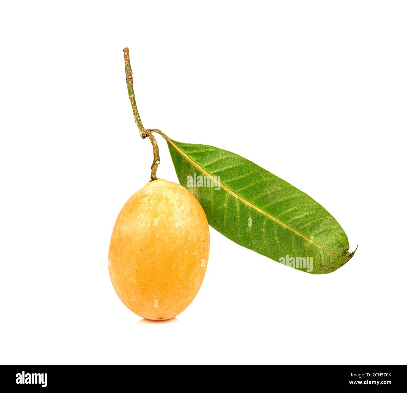 Marian tree hi-res stock photography and images - Alamy