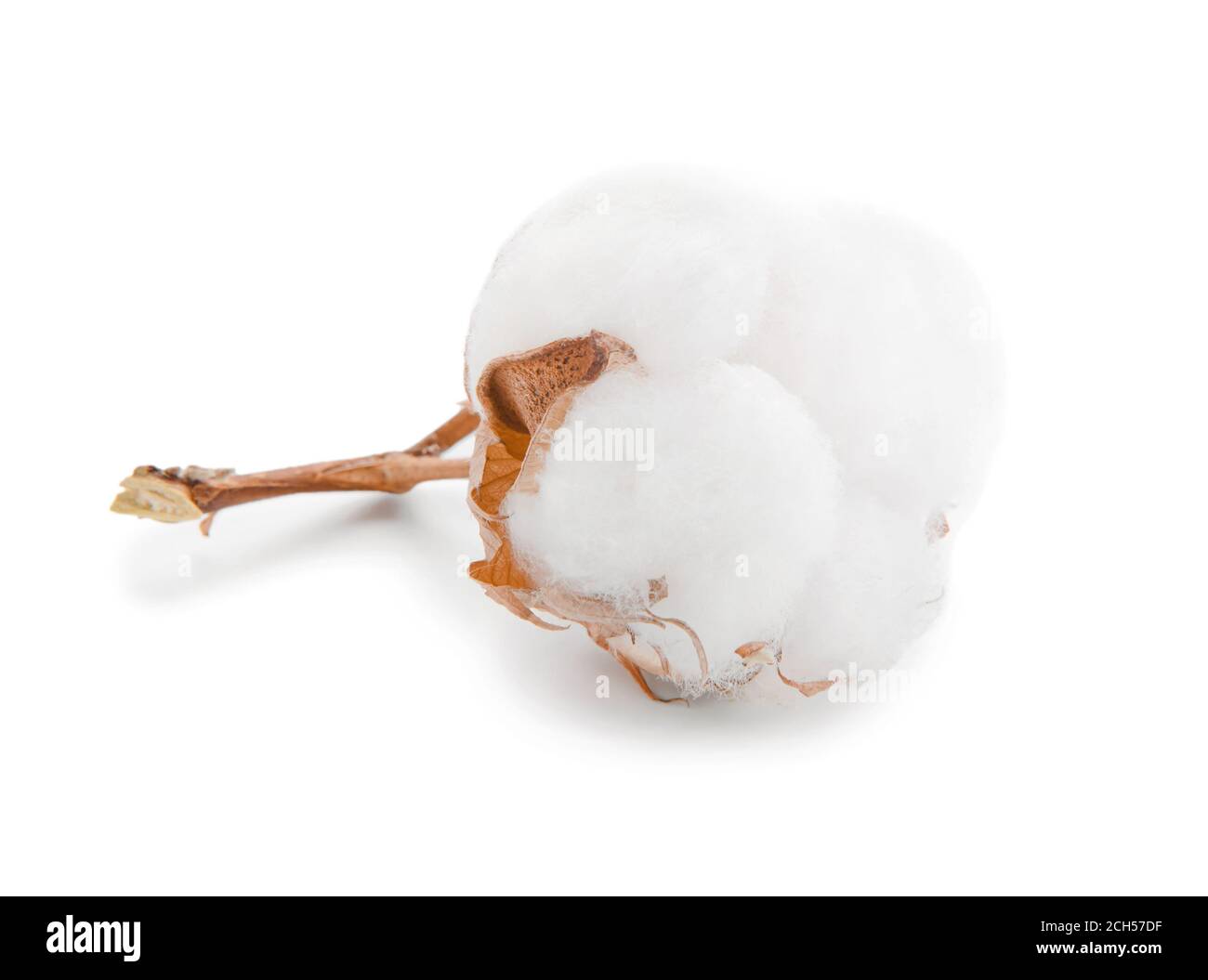 Beautiful cotton flower on white background Stock Photo - Alamy