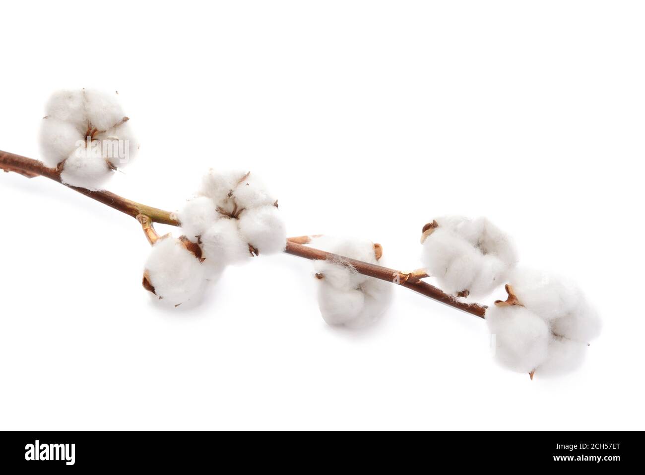Beautiful cotton flowers on white background Stock Photo - Alamy
