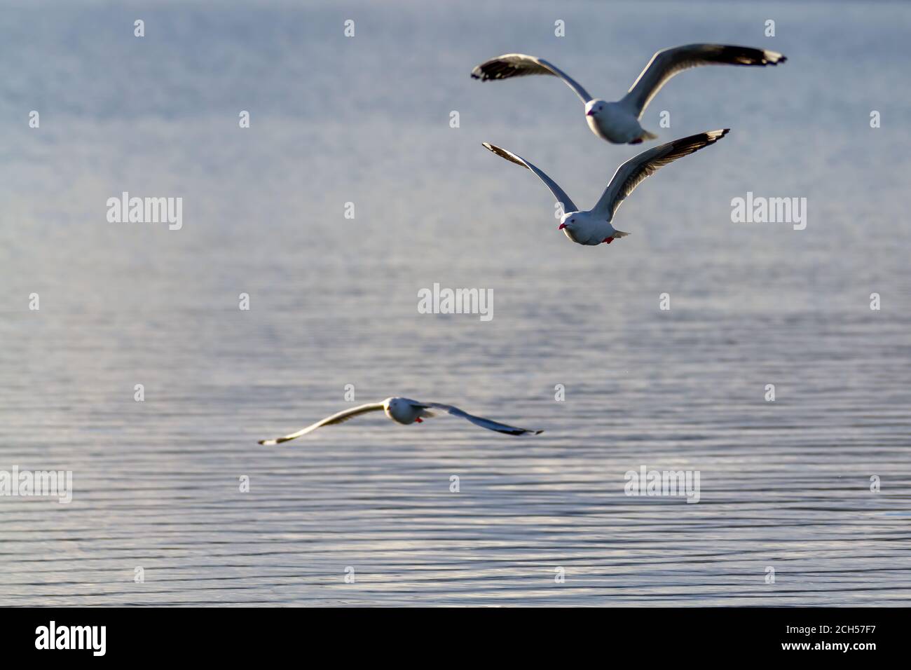 Low flying seagulls hi-res stock photography and images - Alamy