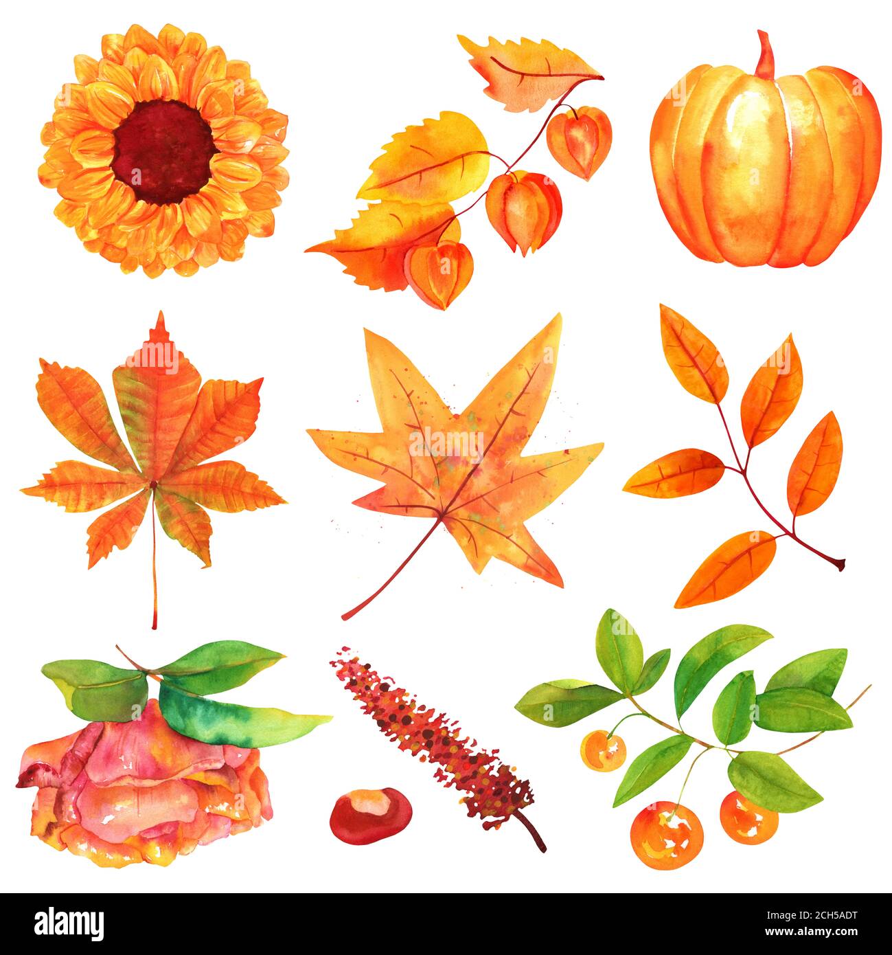 Autumn watercolor set. Watercolour flowers, leaves and branches ...