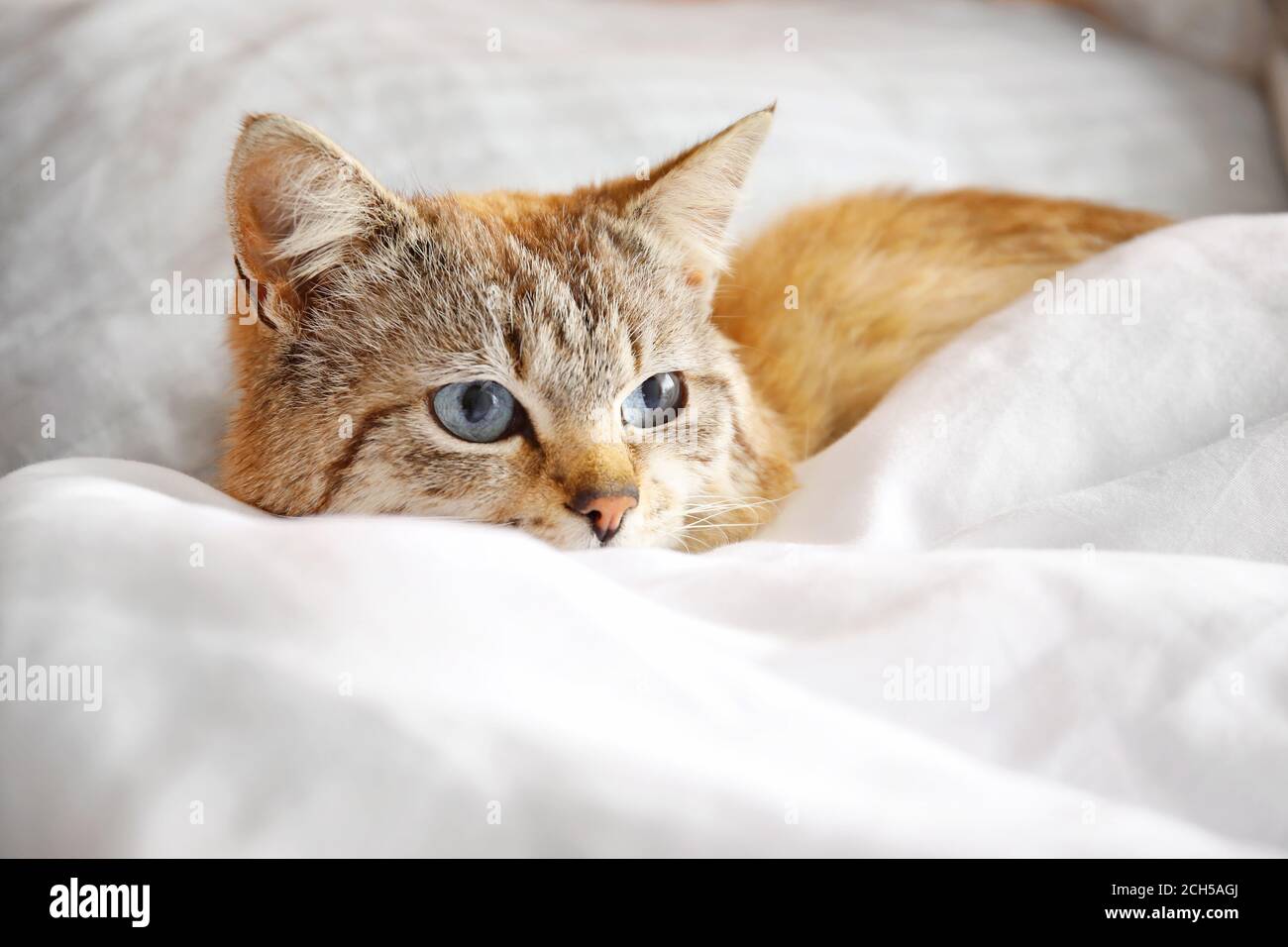 Cute cat resting on bed at home Stock Photo - Alamy