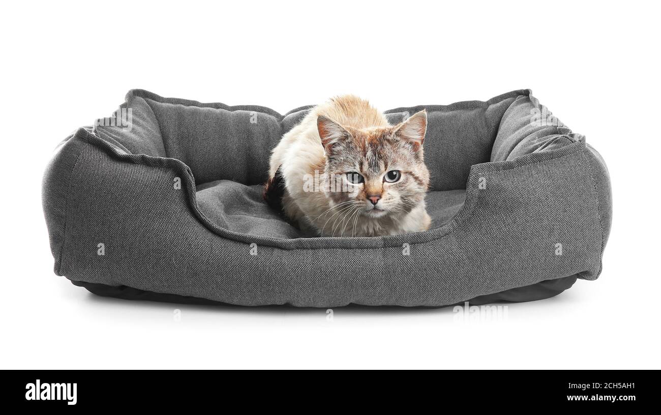 Kitty in bed Cut Out Stock Images & Pictures - Alamy