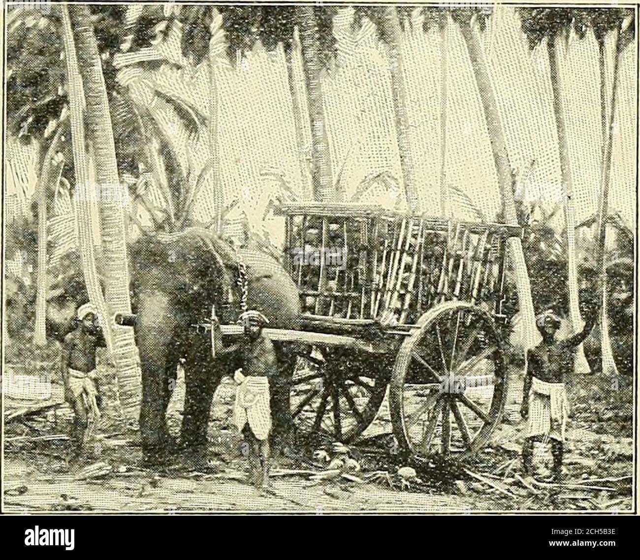 . Europe and other continents . Fig. 250.Native humped cattle used as ...