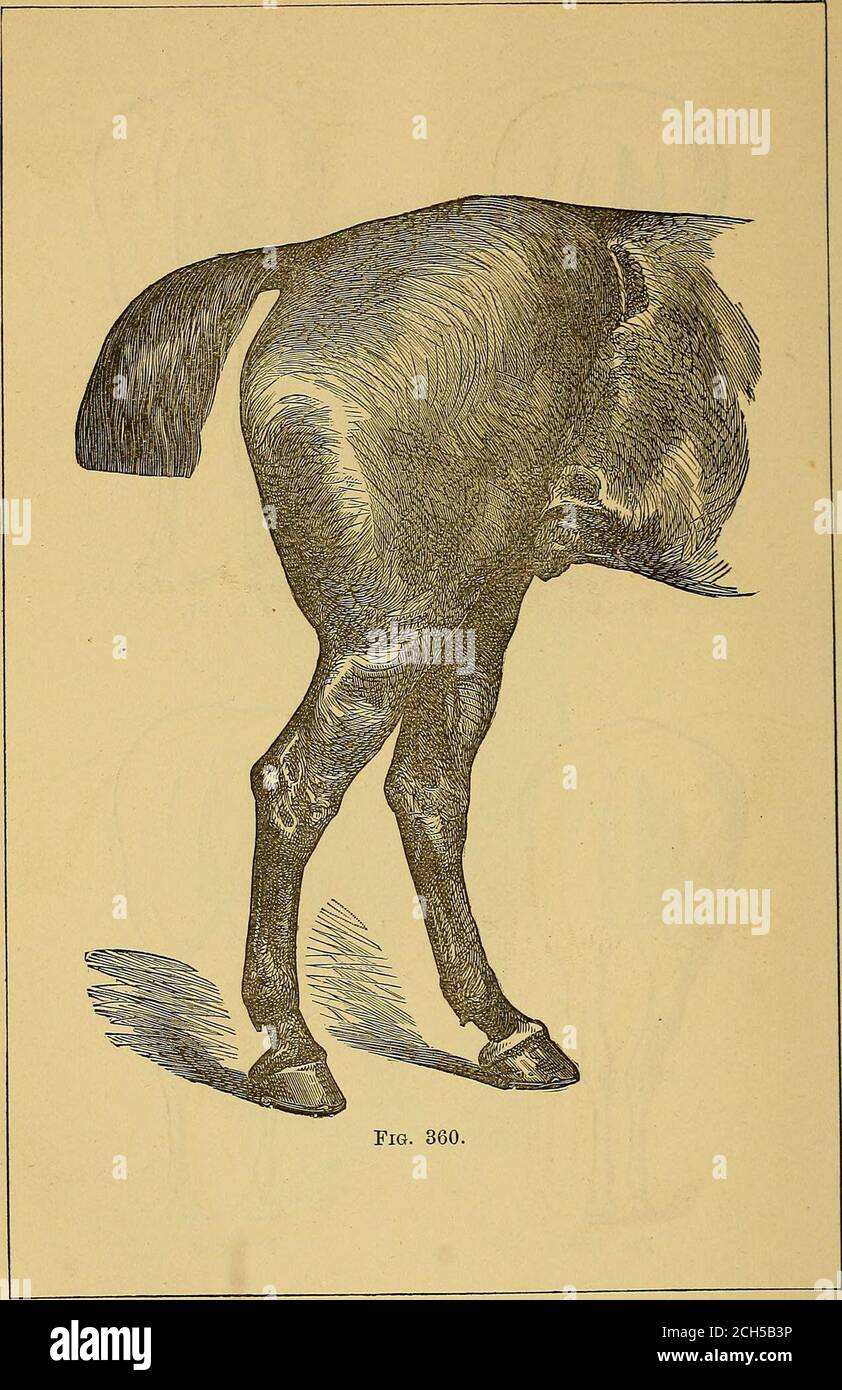 . The art of taming and educating the horse .. . Fig. 858. Fig. 359. 37 ...