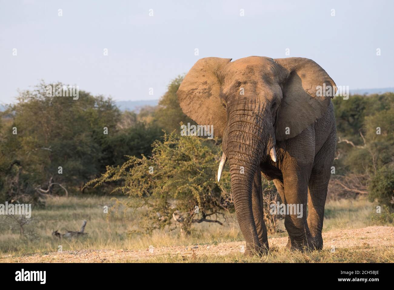 Approaching african elephant hi-res stock photography and images - Alamy
