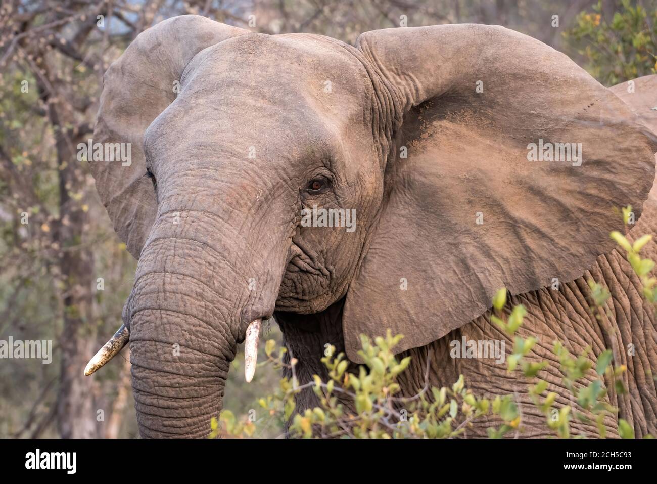 Close-up of African elephant living in wild in South Africa. Large ears ...