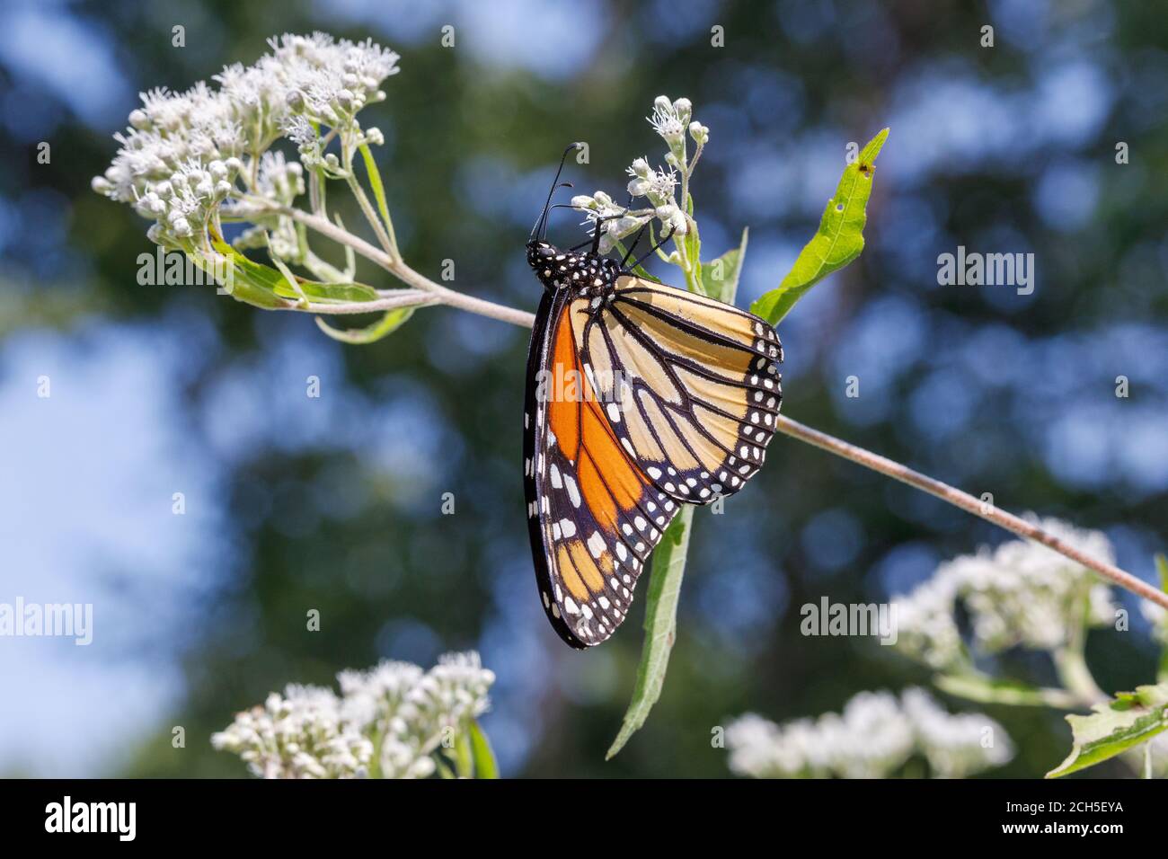Monarch butterfly at Lee County Conservation Area in Montrose, Iowa ...