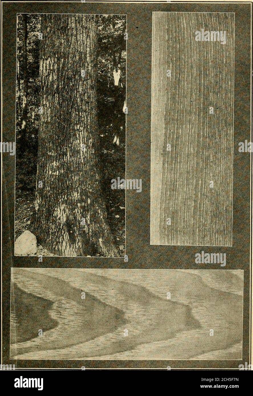 Longitudinal tangential section hi-res stock photography and images - Alamy