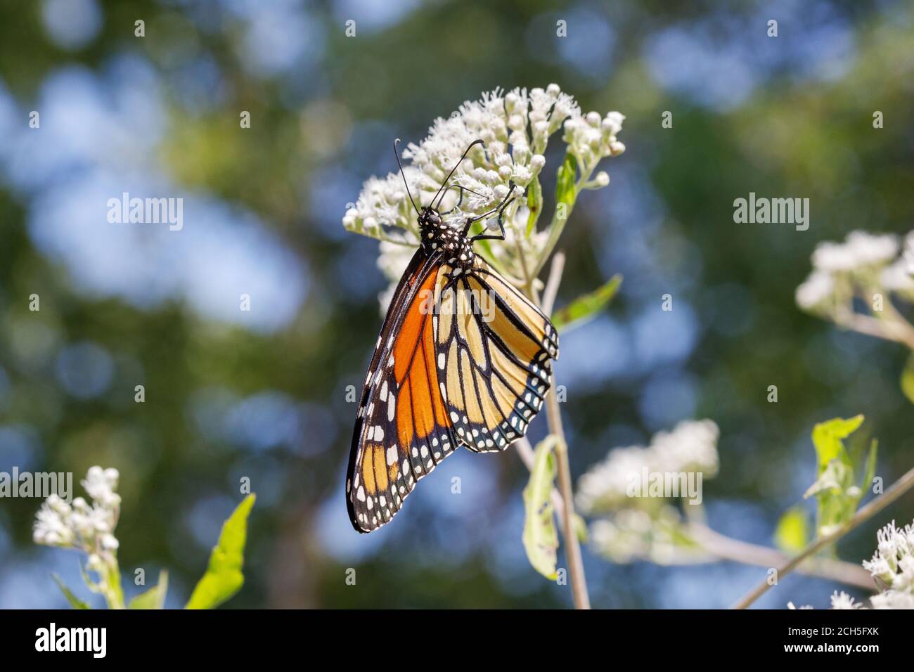 Iowa butterfly hi-res stock photography and images - Alamy