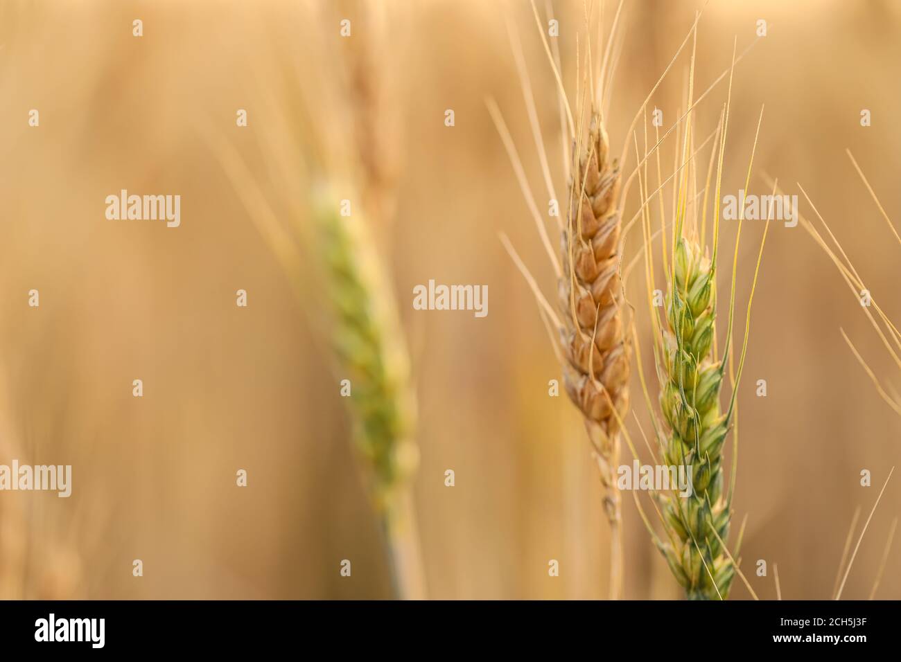 Wheat field golden green spikelets hi-res stock photography and images ...