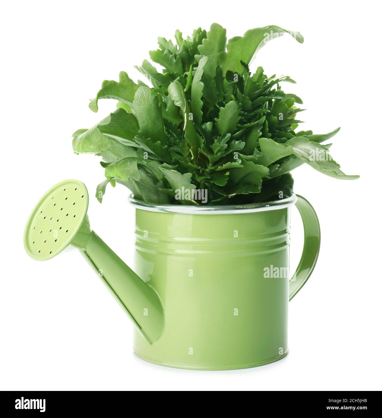 Watering can with plant on white background Stock Photo - Alamy