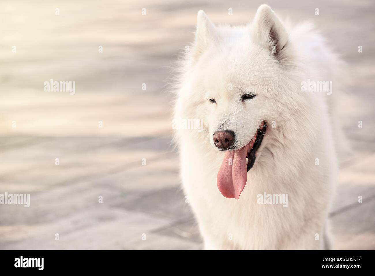 Cute fluffy Samoyed dog outdoors Stock Photo - Alamy
