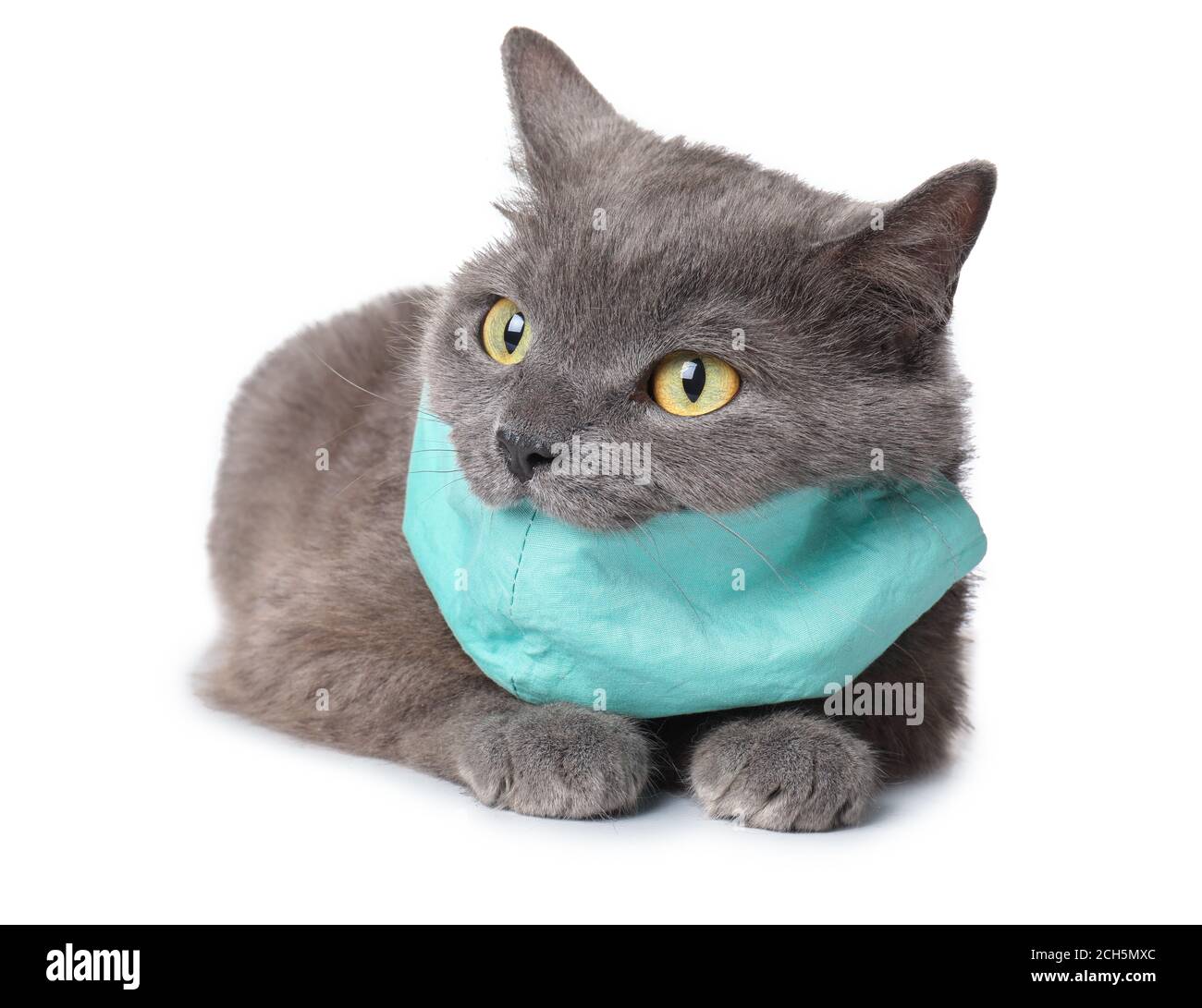 Cute cat with medical protective mask on white background Stock Photo ...