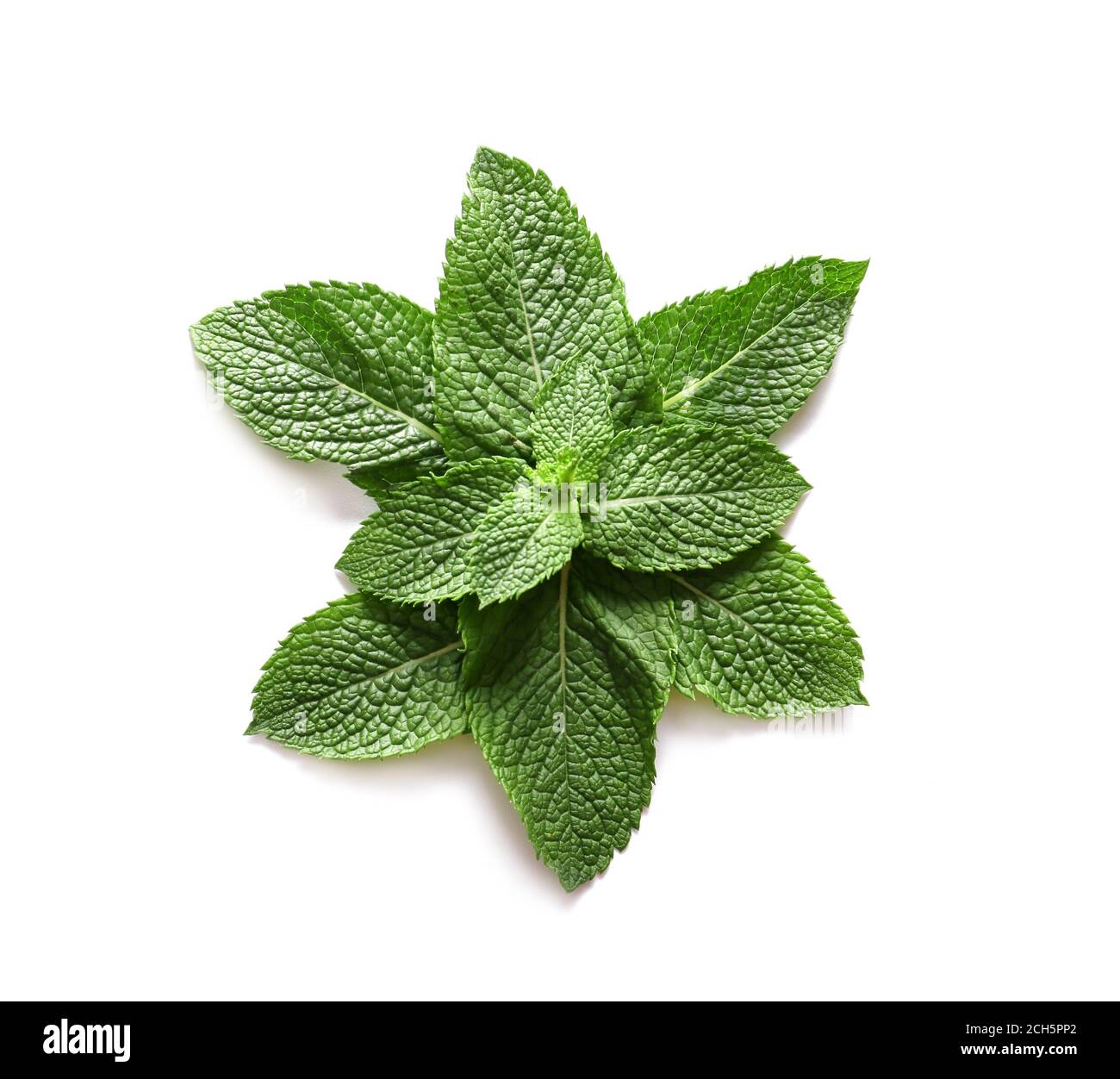 Fresh green mint on white background Stock Photo - Alamy