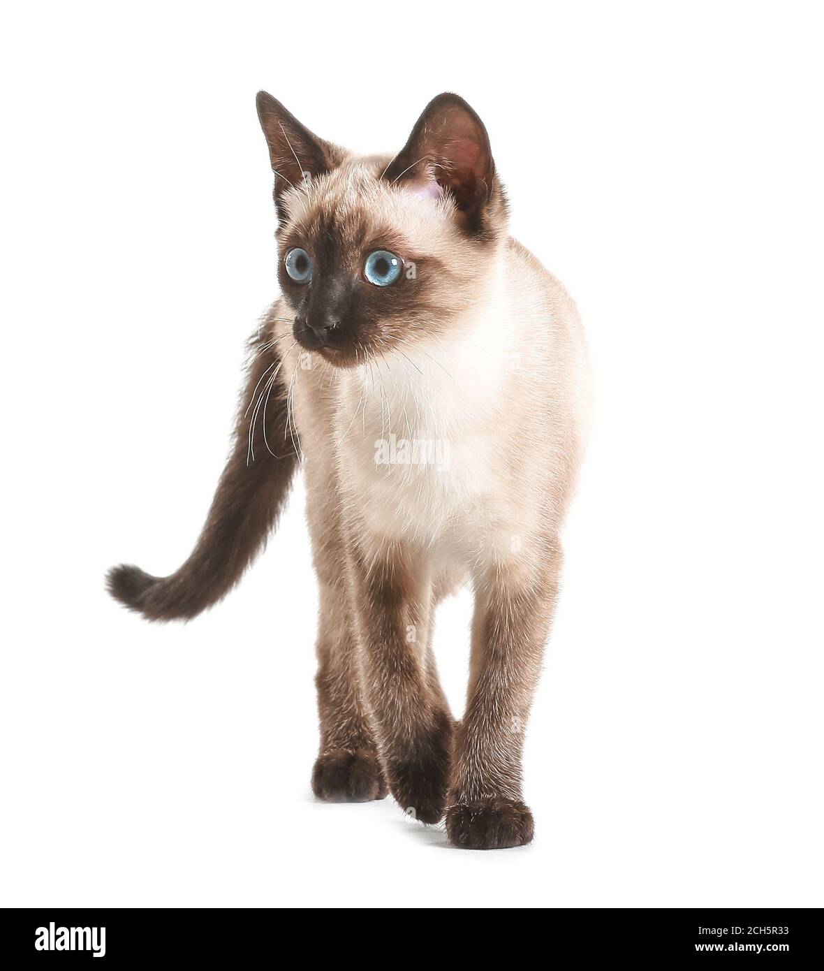 Cute seal point kitten Cut Out Stock Images & Pictures - Alamy