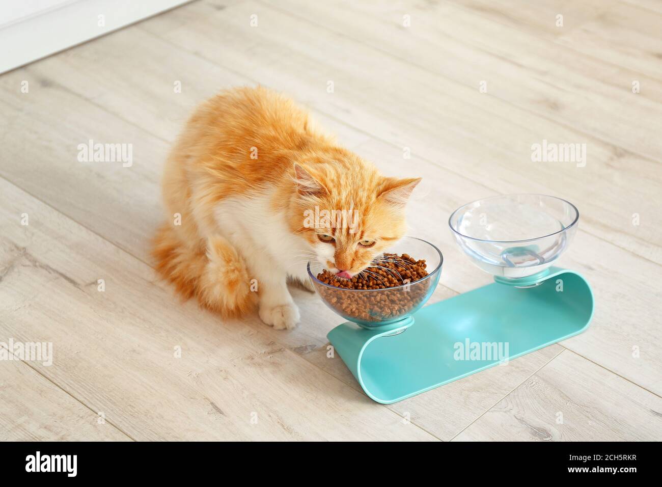 Cute cat eating from bowl at home Stock Photo - Alamy