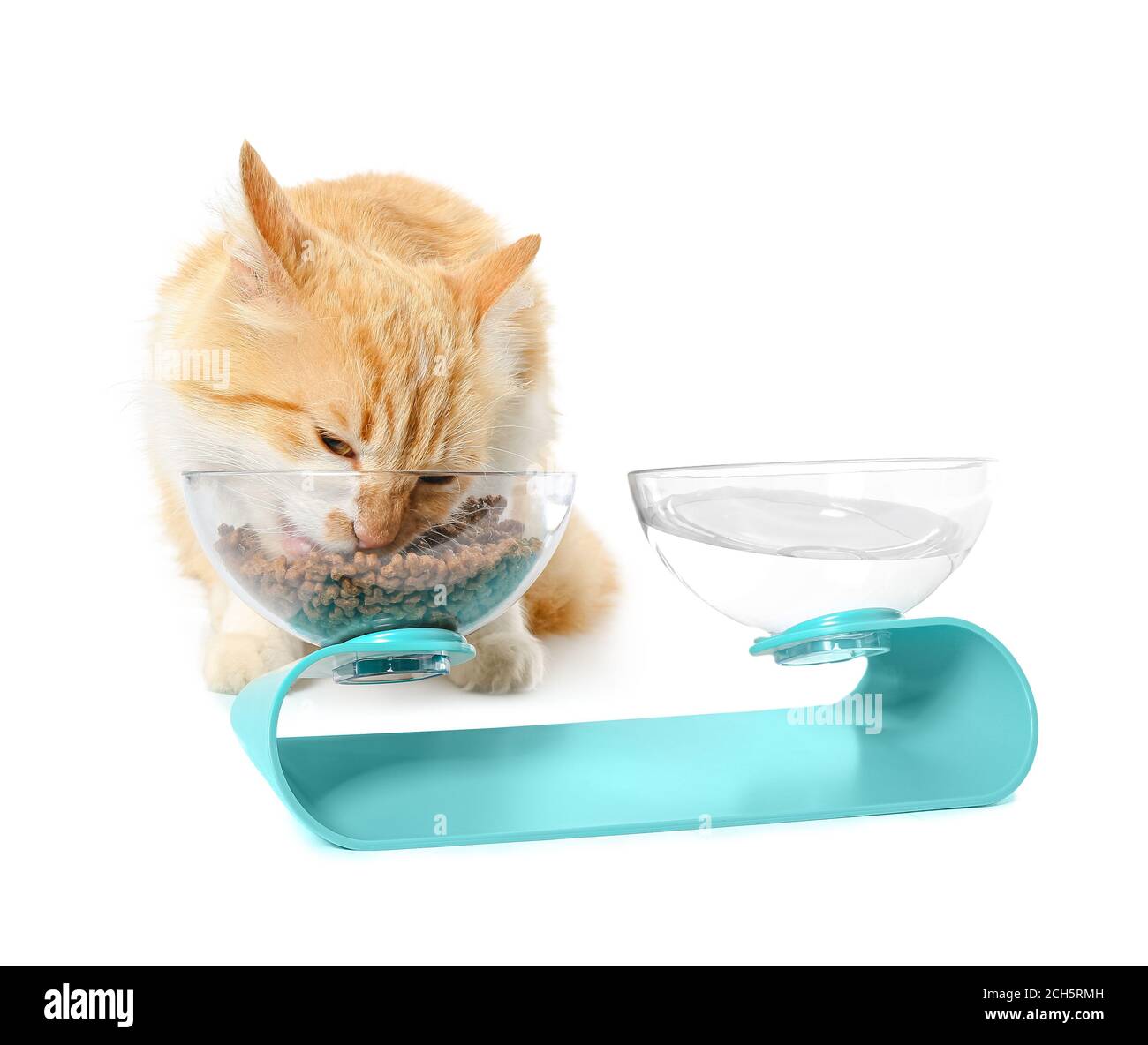 Cute cat eating from bowl on white background Stock Photo - Alamy