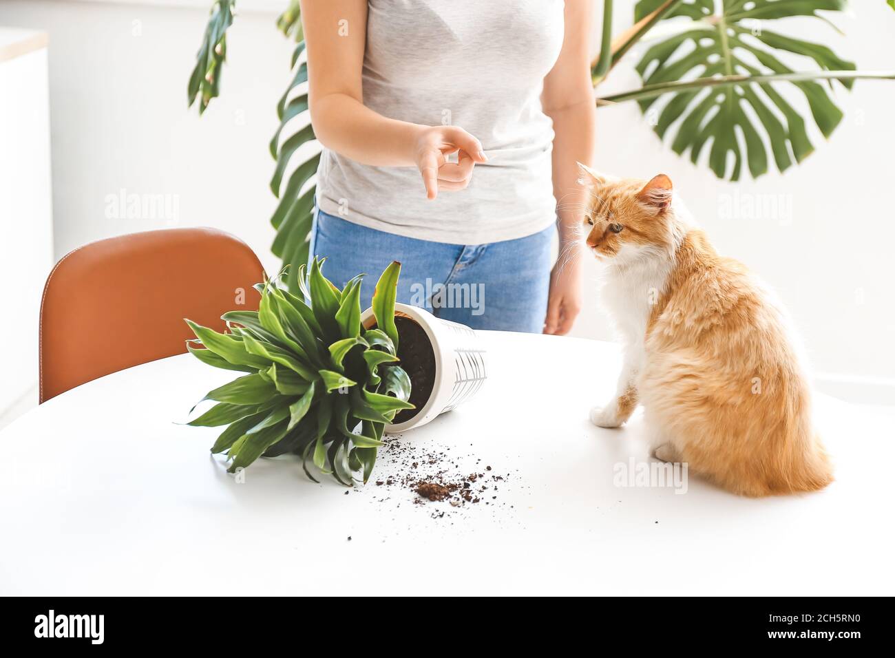 Owner scolding cat for overturned houseplant on table Stock Photo - Alamy