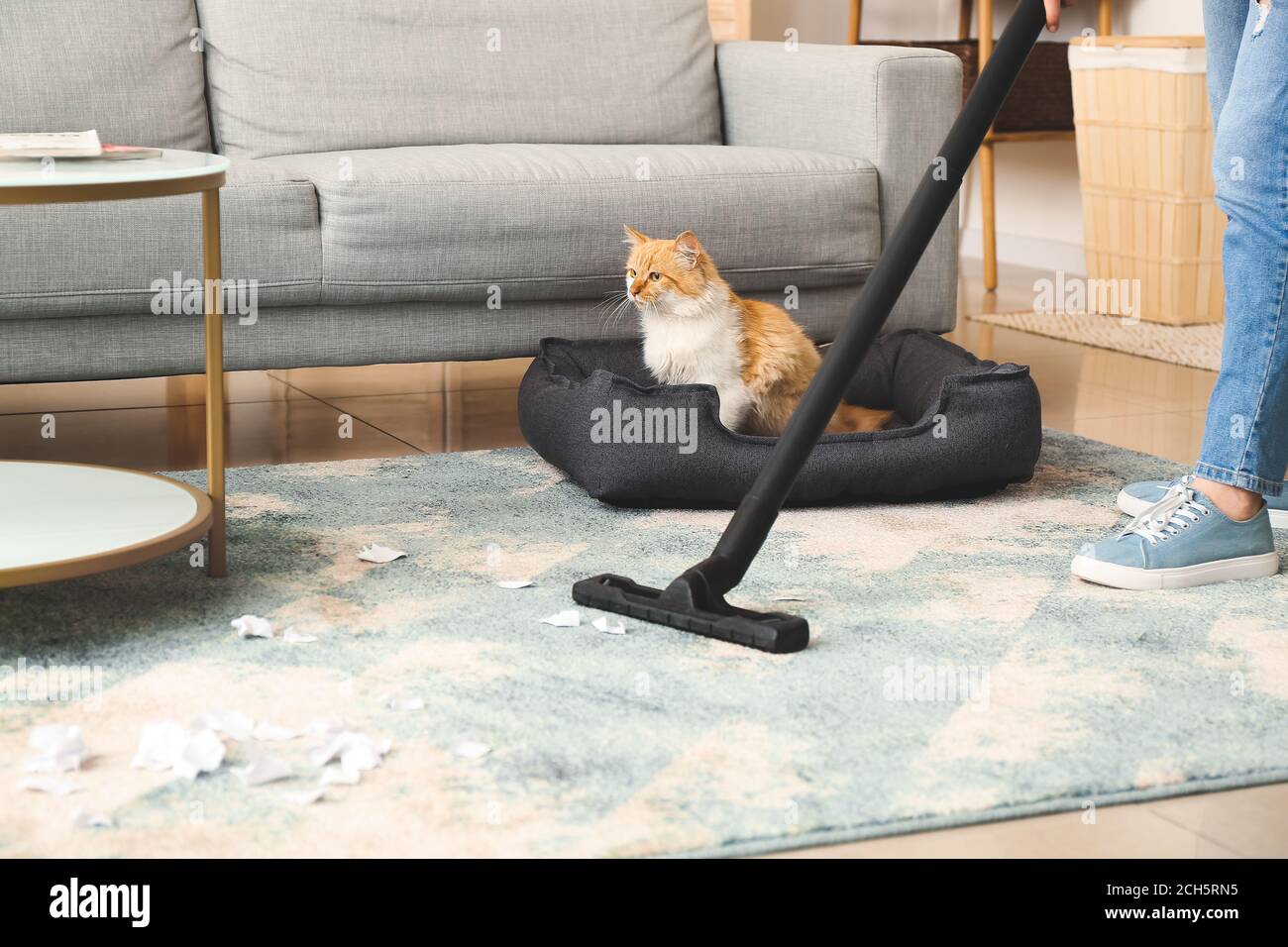 Cat damage house hi-res stock photography and images - Alamy