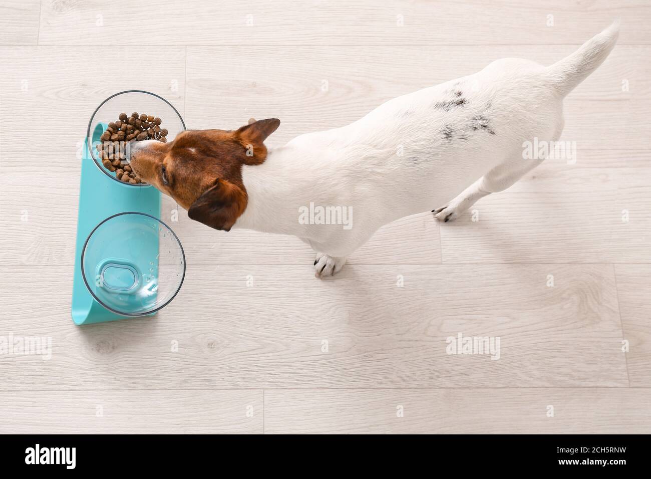 Cute dog eating from bowl at home Stock Photo - Alamy