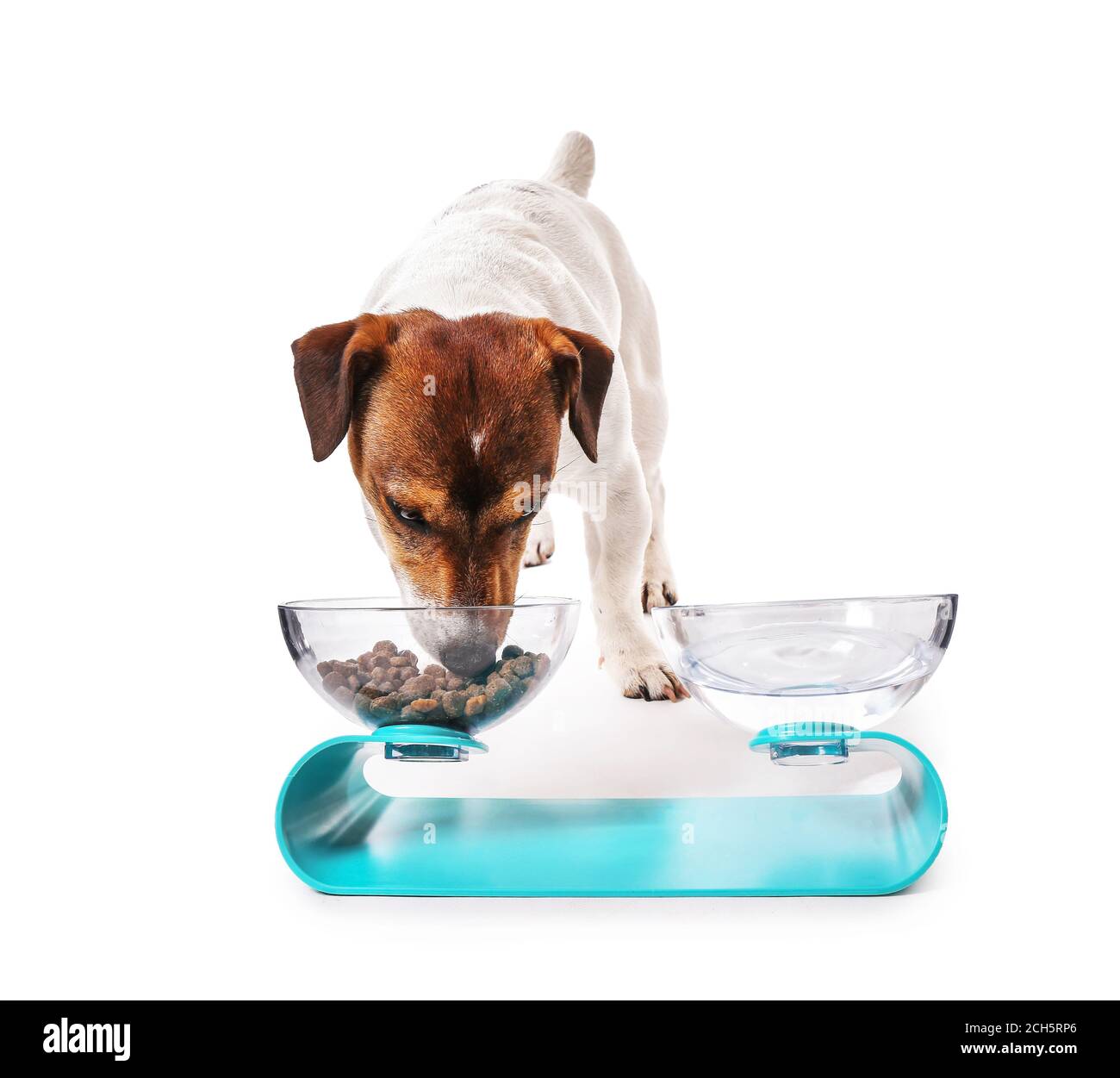 Cute dog eating from bowl on white background Stock Photo - Alamy