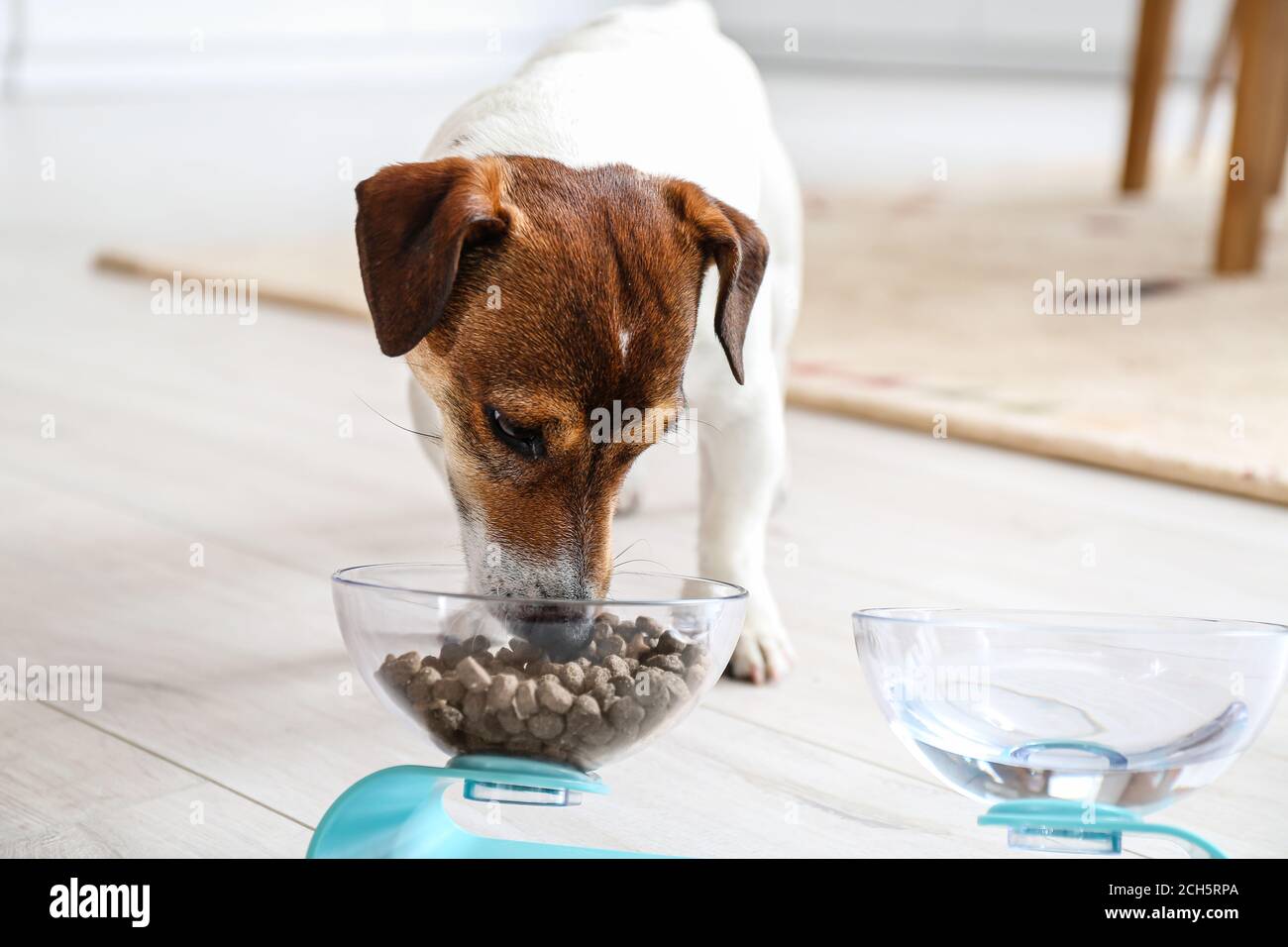 Cute dog eating from bowl at home Stock Photo - Alamy