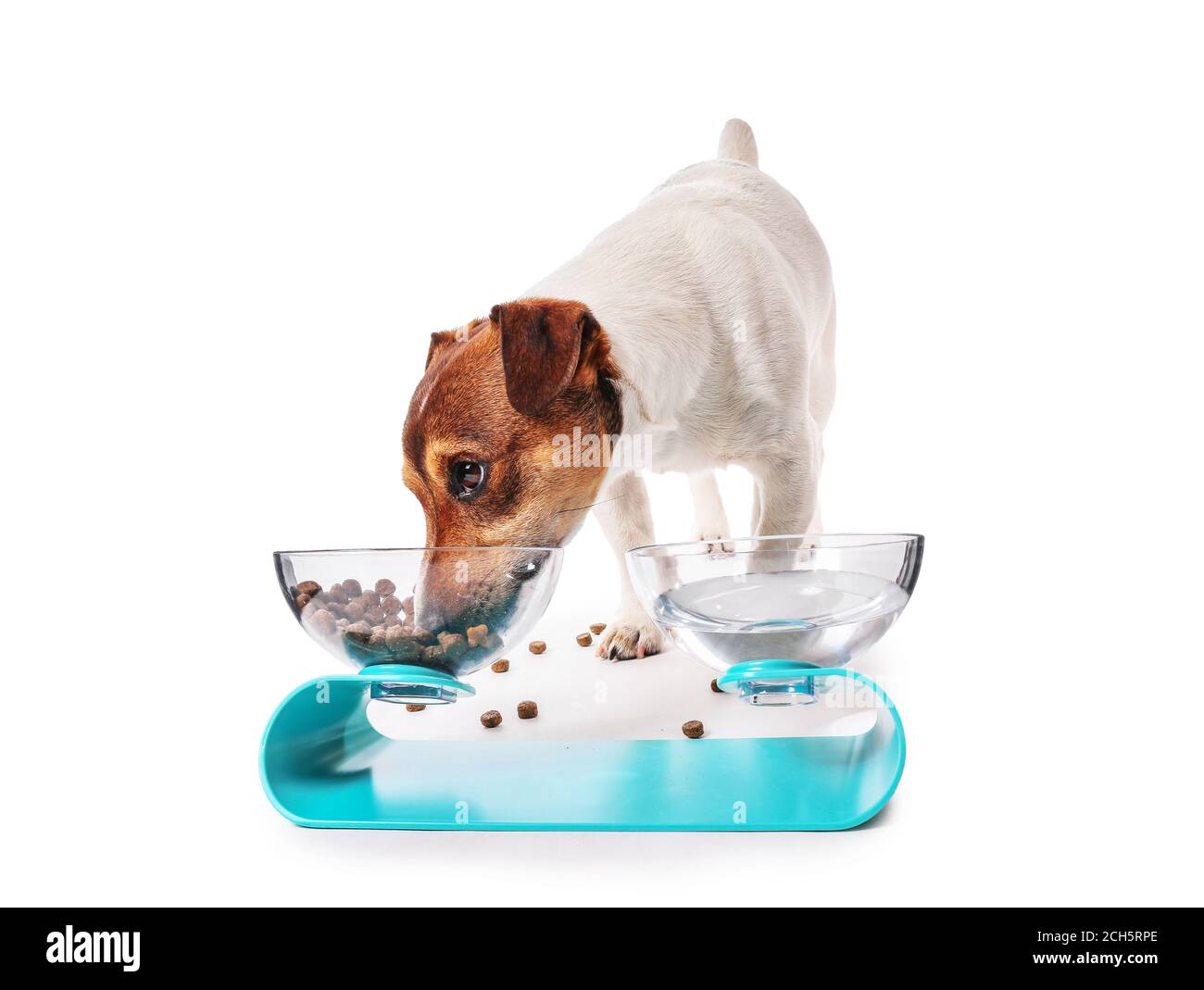 Cute dog eating from bowl on white background Stock Photo - Alamy