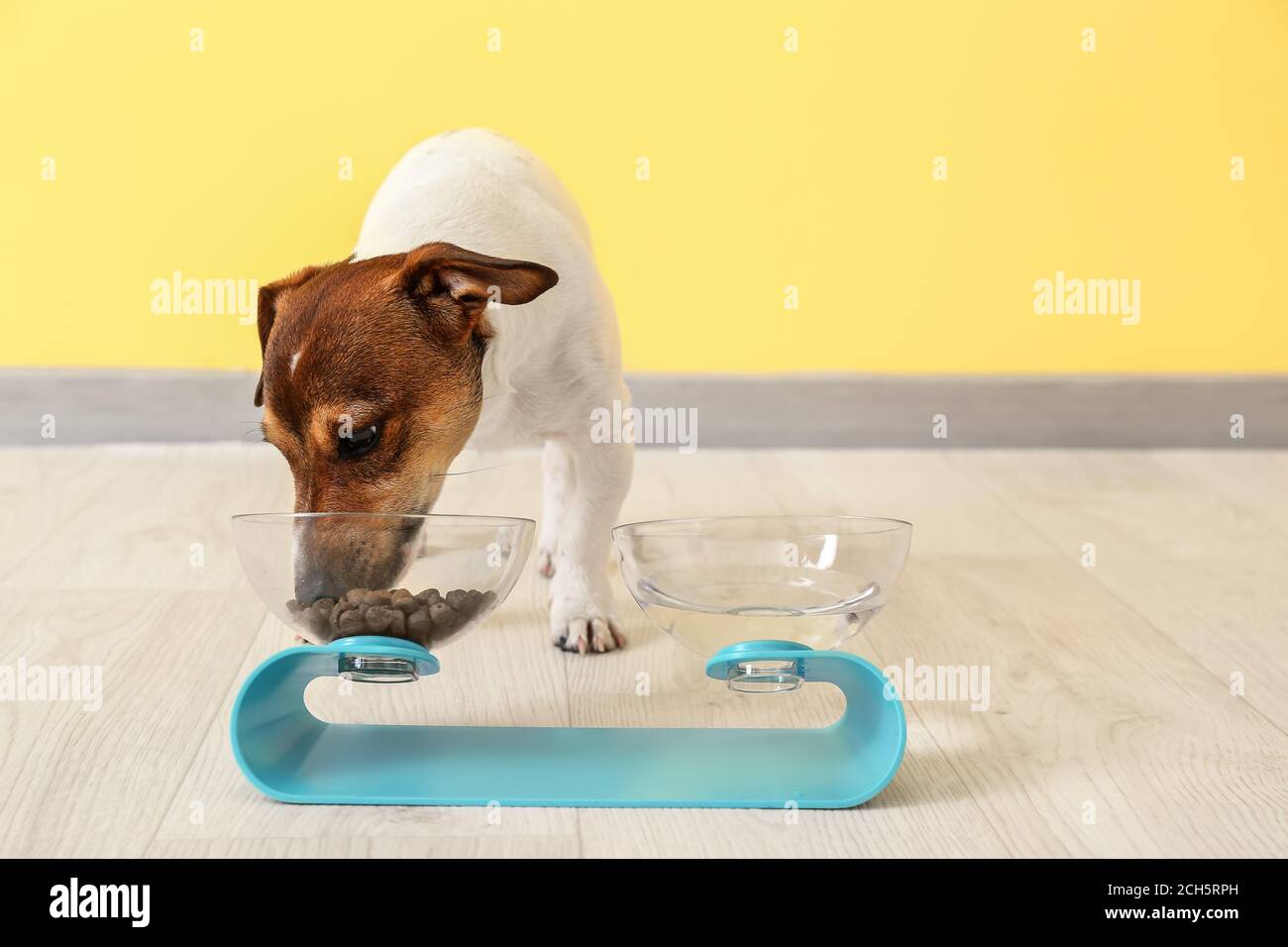 Cute dog eating from bowl at home Stock Photo - Alamy