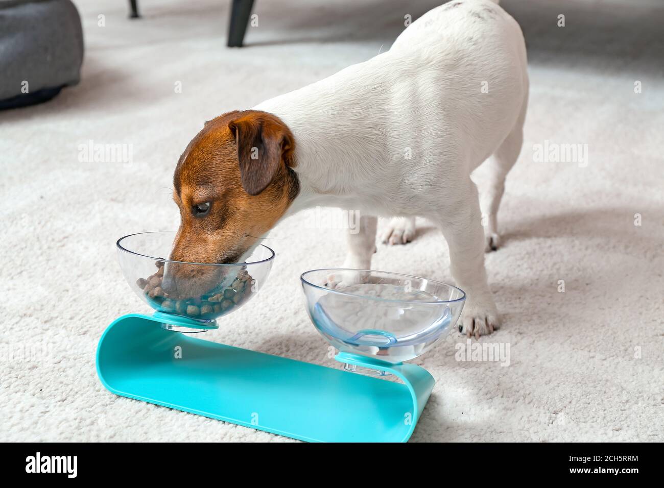 Cute dog eating from bowl at home Stock Photo - Alamy