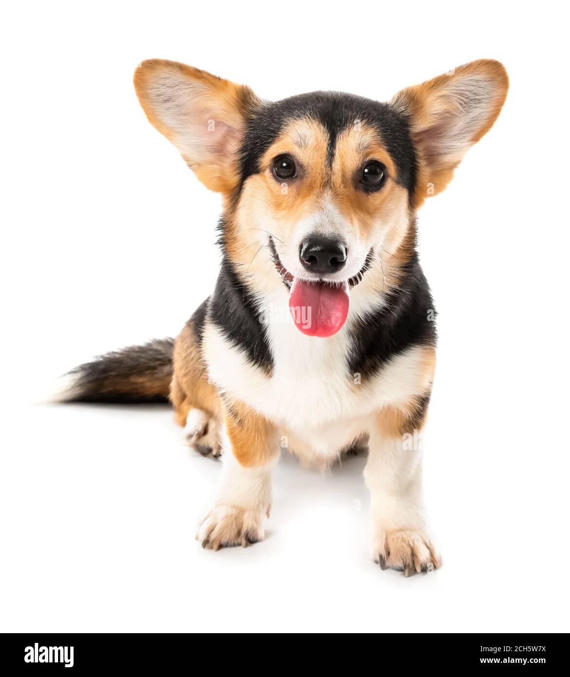 Cute corgi dog on white background Stock Photo - Alamy