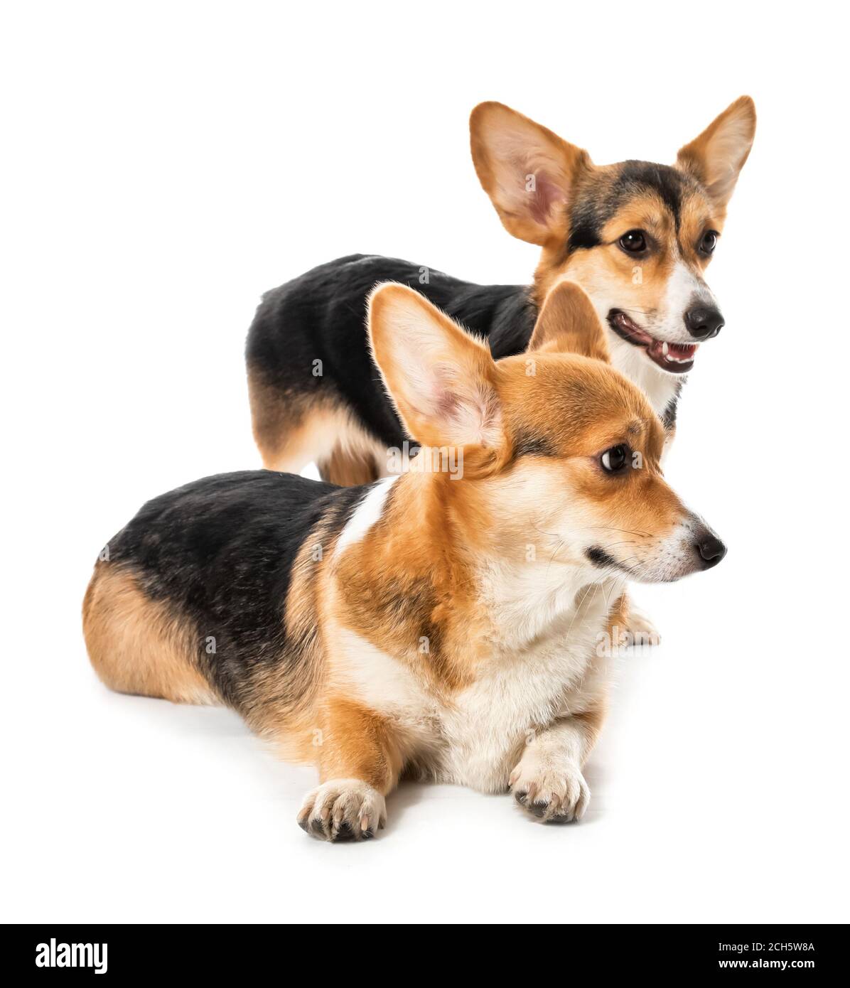 Cute corgi dogs on white background Stock Photo - Alamy