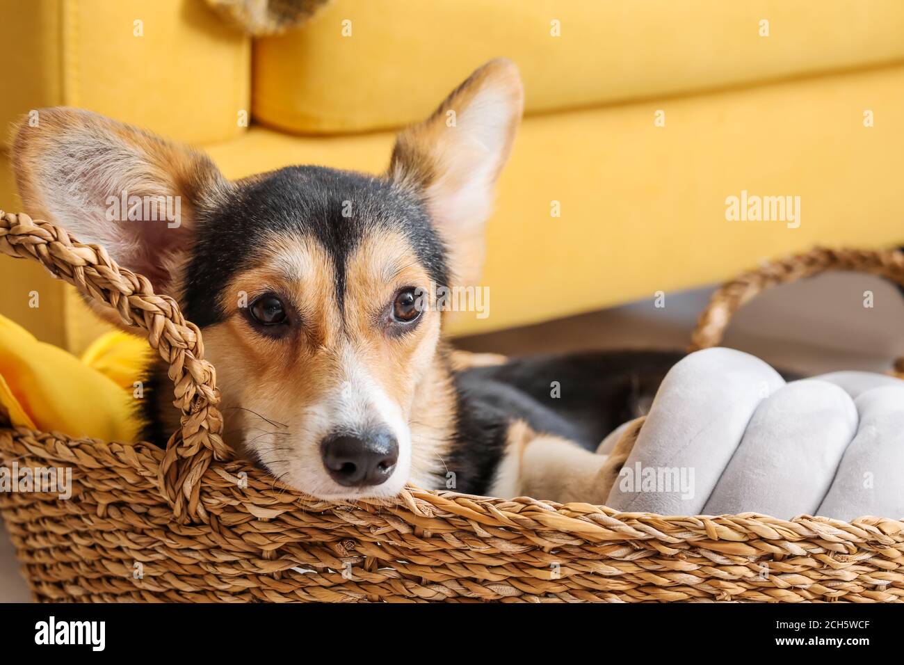 Cute corgi dog in basket at home Stock Photo - Alamy