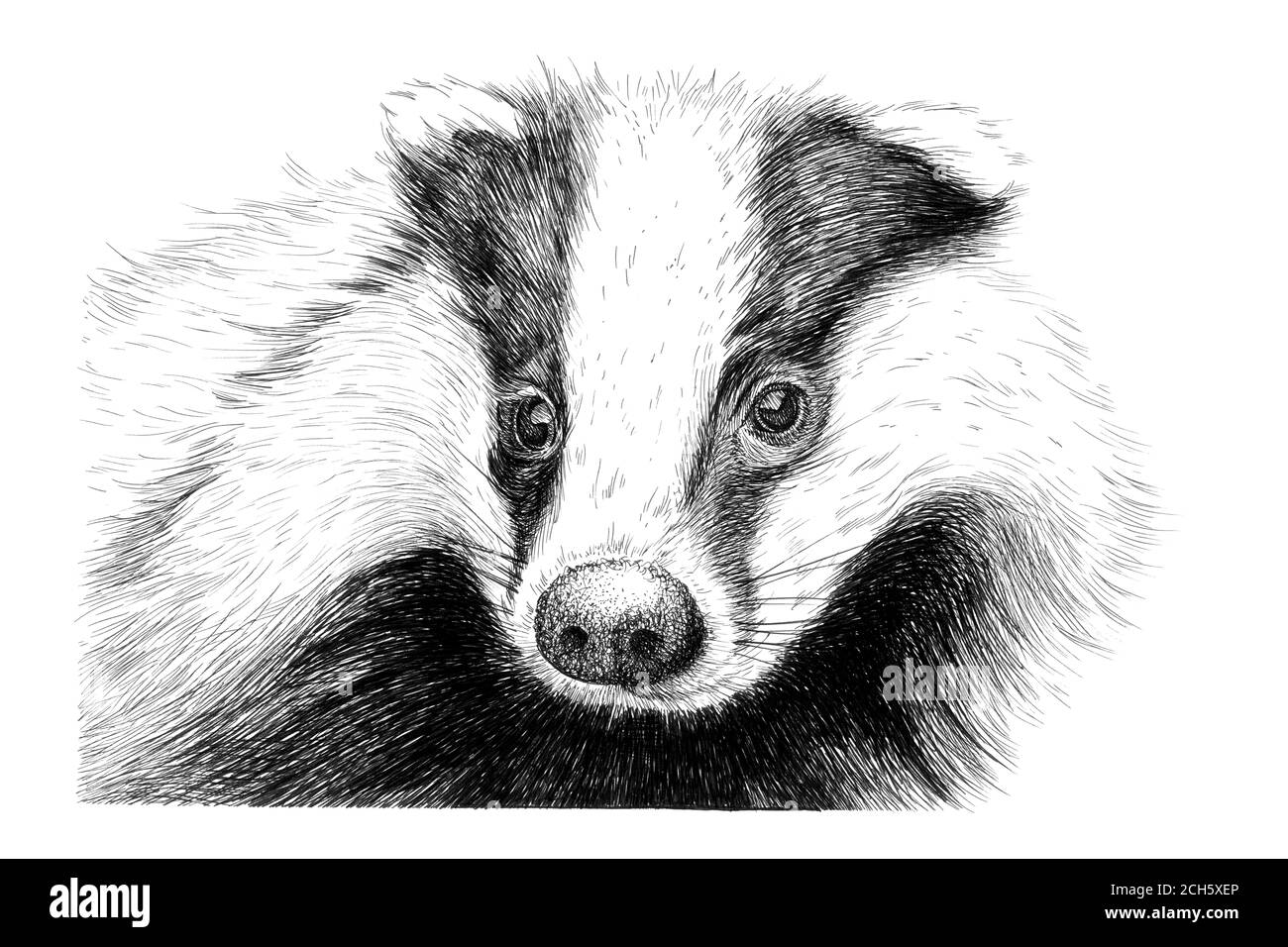 Badger Drawing Cute