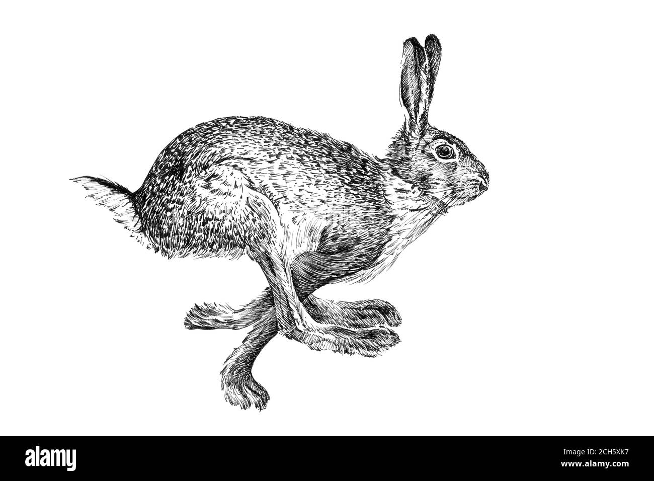 Hand drawn hare, sketch graphics monochrome illustration on white ...