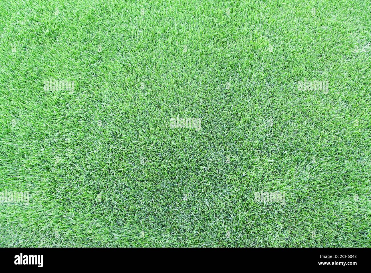 Green cut grass lawn background with selective focus Stock Photo - Alamy