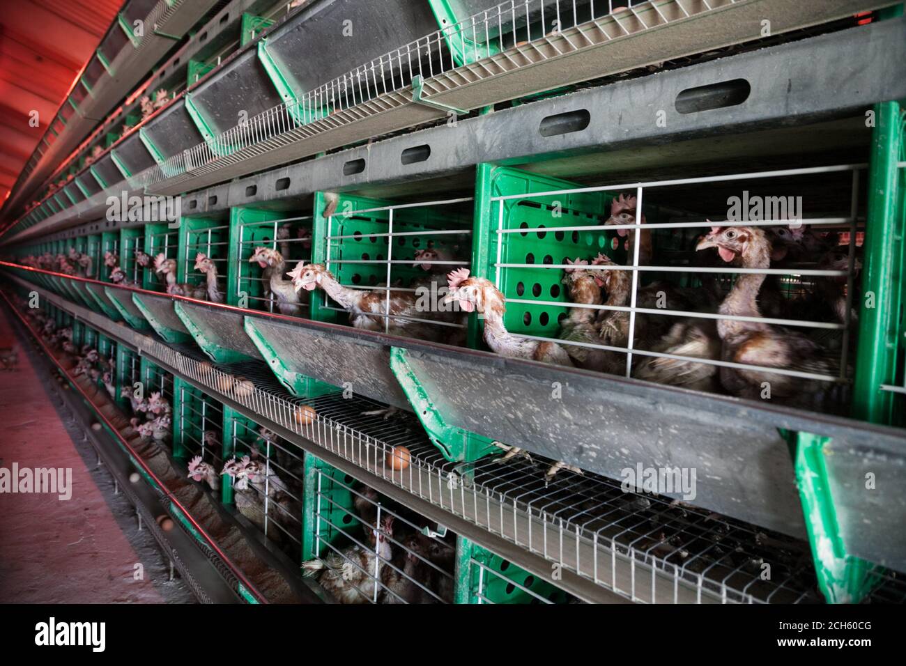 Row cages hi-res stock photography and images - Alamy