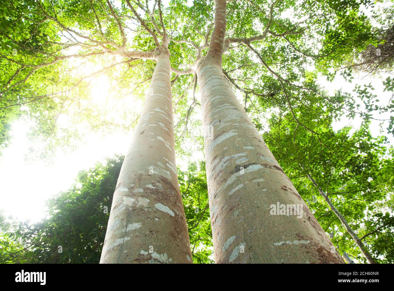 Low angle view of couple large banyan tree growing in a tropical forest ...