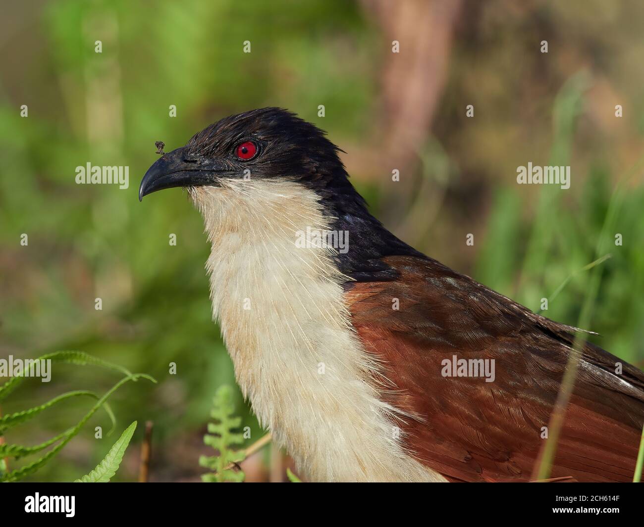 Centropus senegalensis hi-res stock photography and images - Alamy
