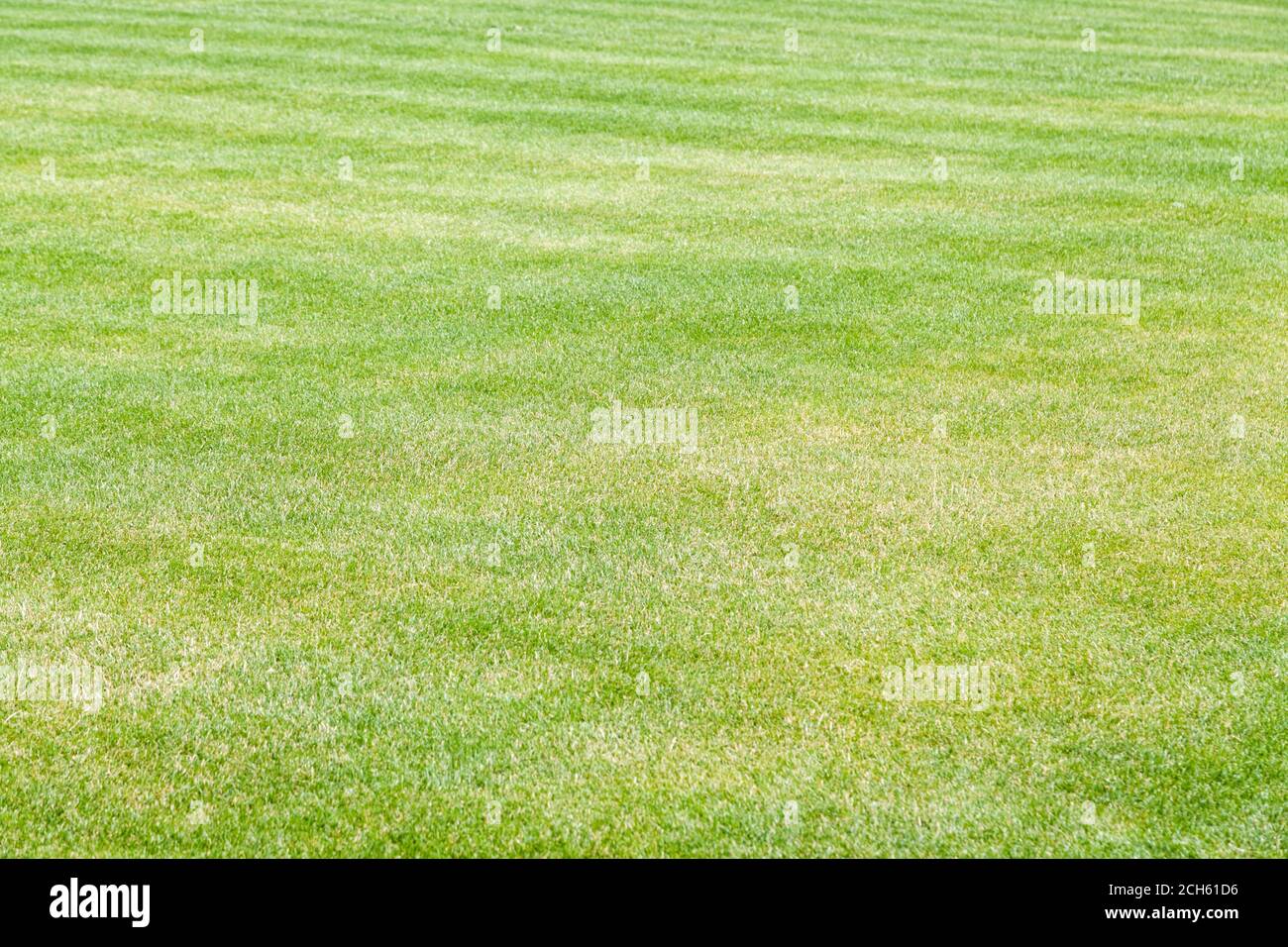 Green cut grass hi-res stock photography and images - Alamy