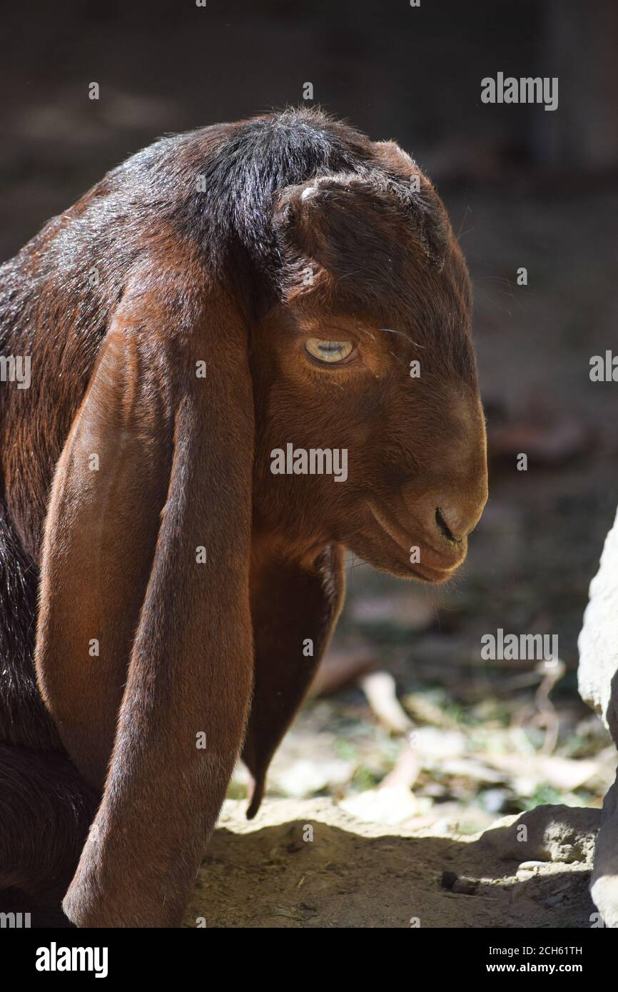 Portrait of cute young goat. pet domestic animal close up cattle ...