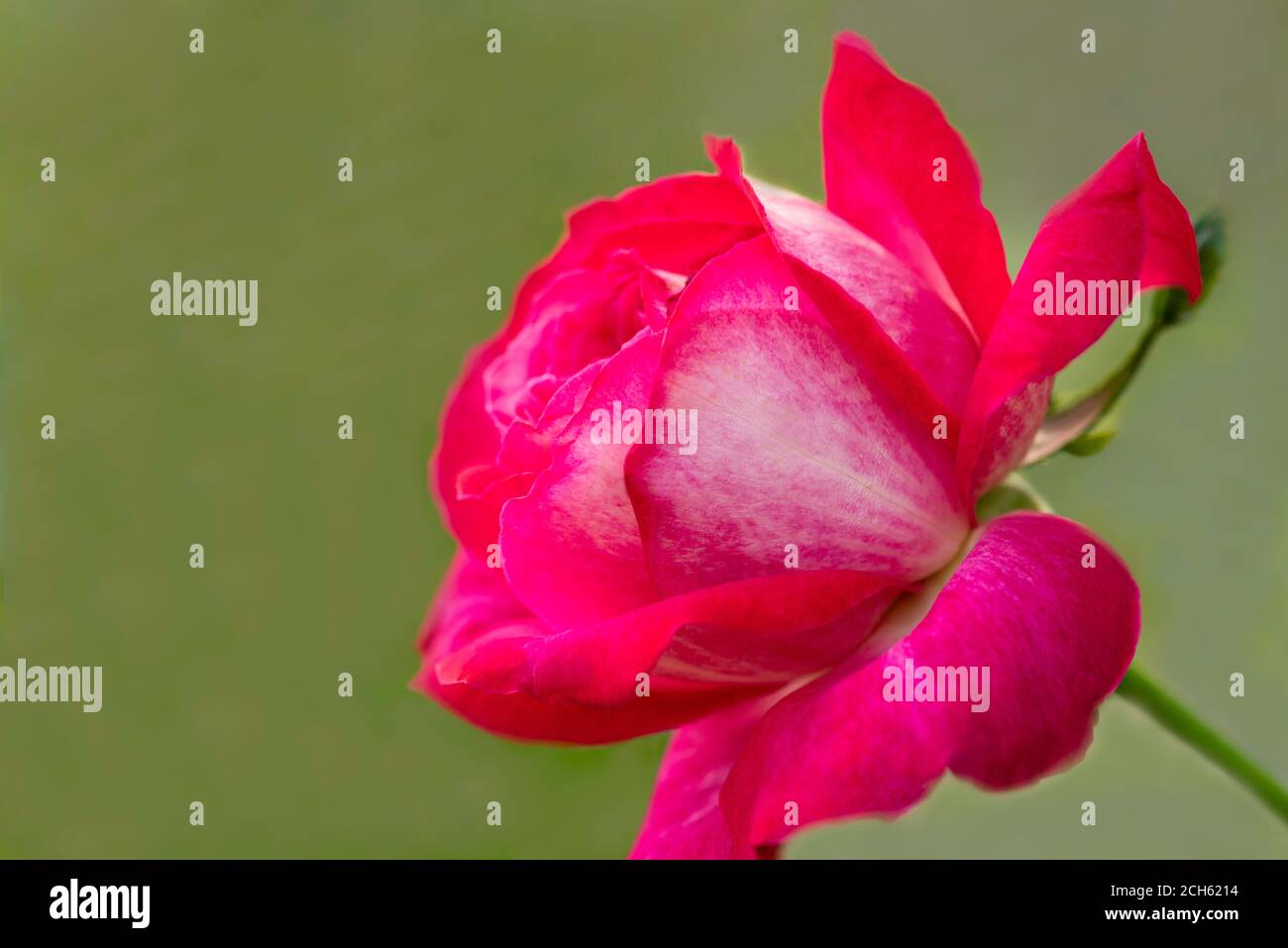 Silky pink rose on a dark background Stock Photo - Alamy