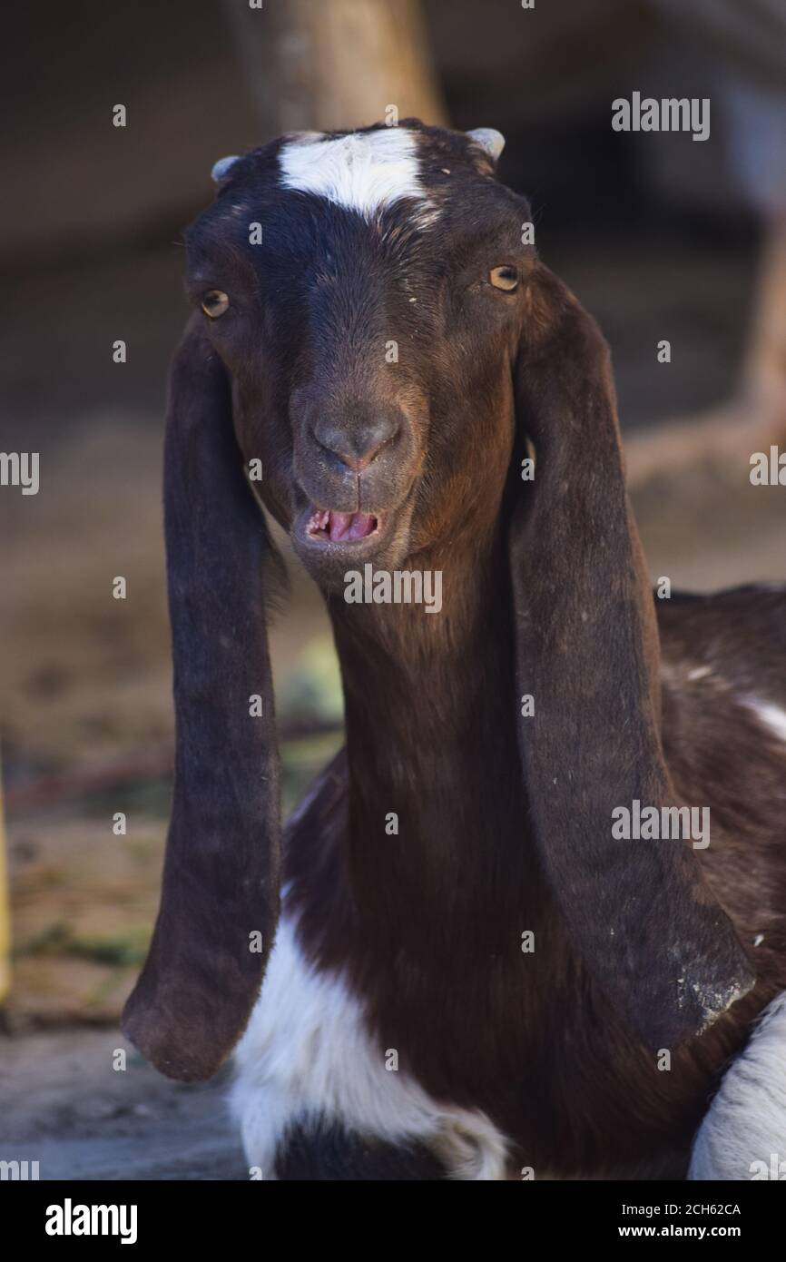 Portrait of cute young goat. pet domestic animal close up cattle ...