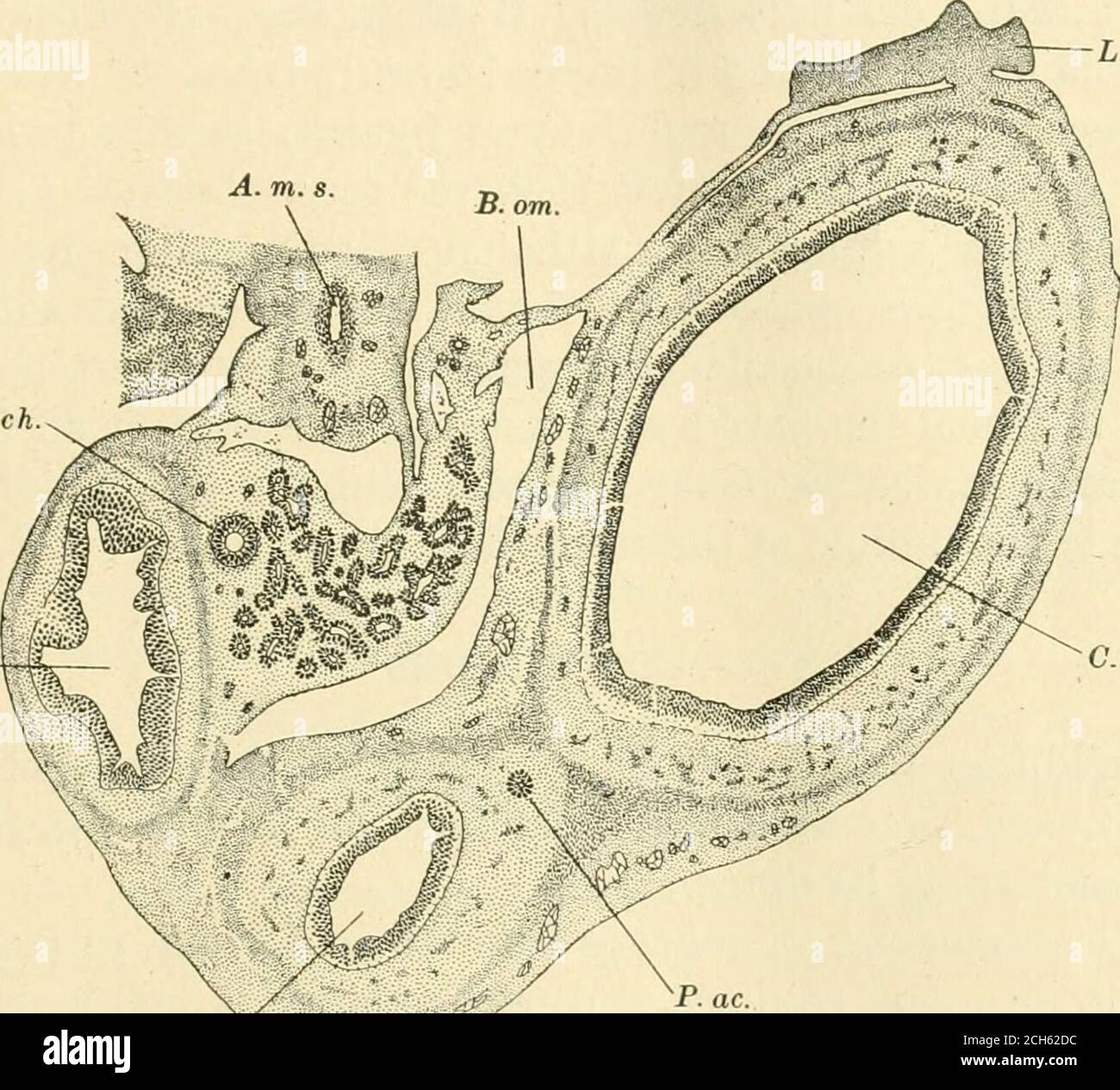 Pig embryo human hi-res stock photography and images - Alamy