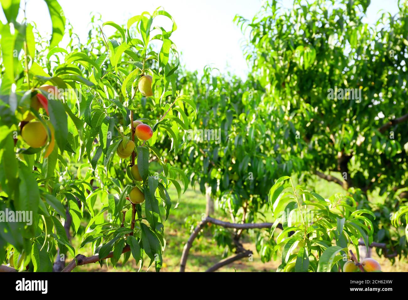 Tree with peaches on summer day Stock Photo - Alamy