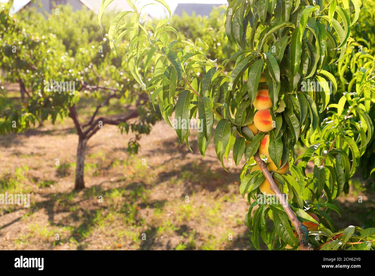Peaches hanging on branches of tree hi-res stock photography and images ...