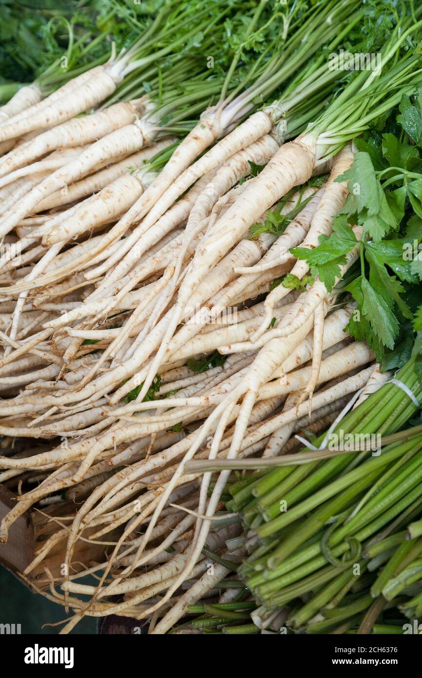 Closeup of parsley roots with selective focus Stock Photo - Alamy