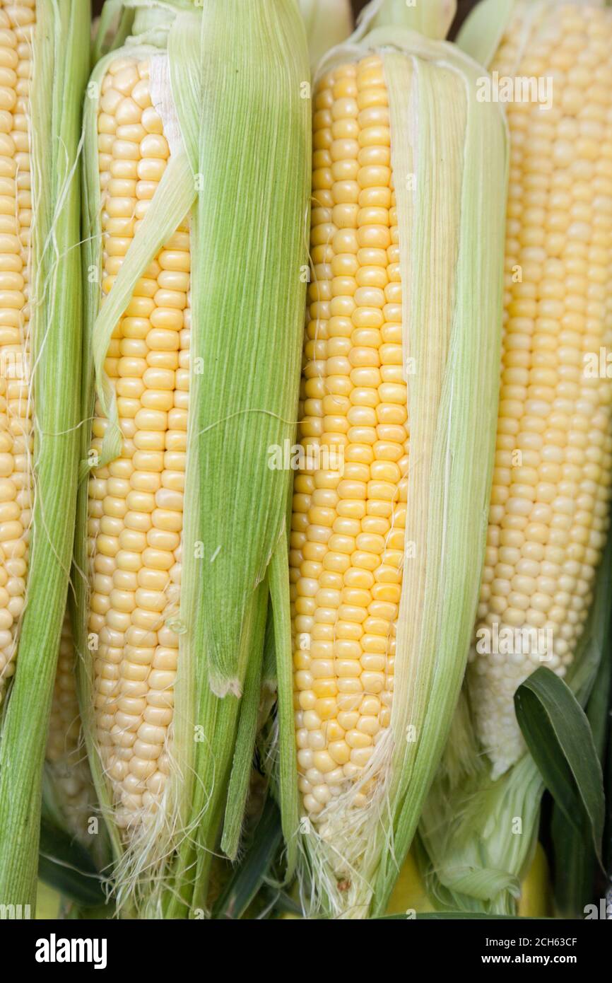 Bunch of fresh sweetcorn cobs with husk Stock Photo - Alamy